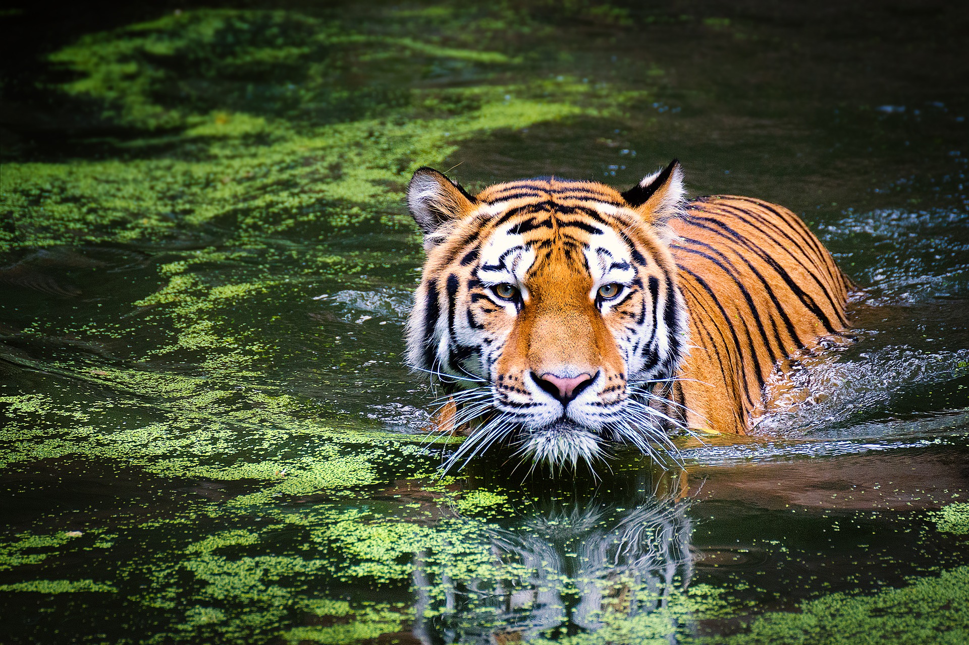 Summary Of The Tiger King By Kalki 2022