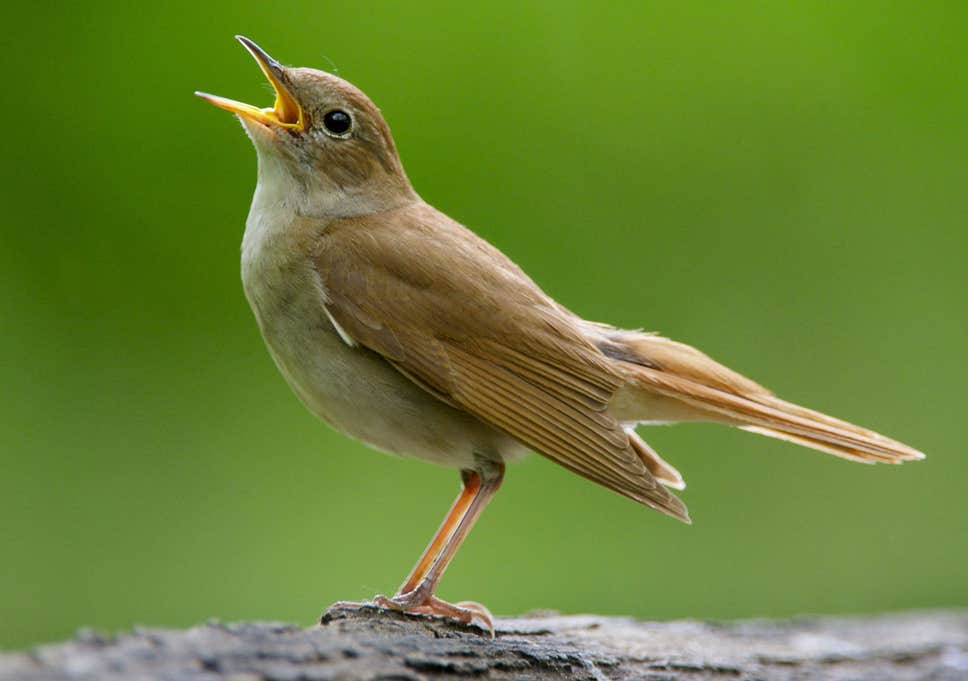 The Nightingale And The Glow worm Summary And Analysis 2022